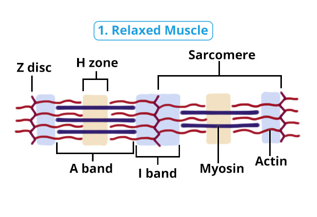 Muscle Contraction Steps Anatomy